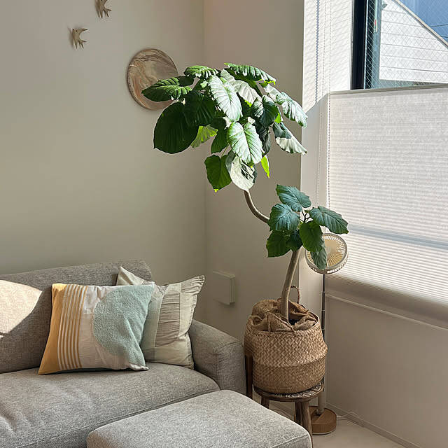 「計算された間取りと配置も美しい、人が集まる洒落た住まい」 by lrikaさん (2024年11月3日) - エキサイトニュース