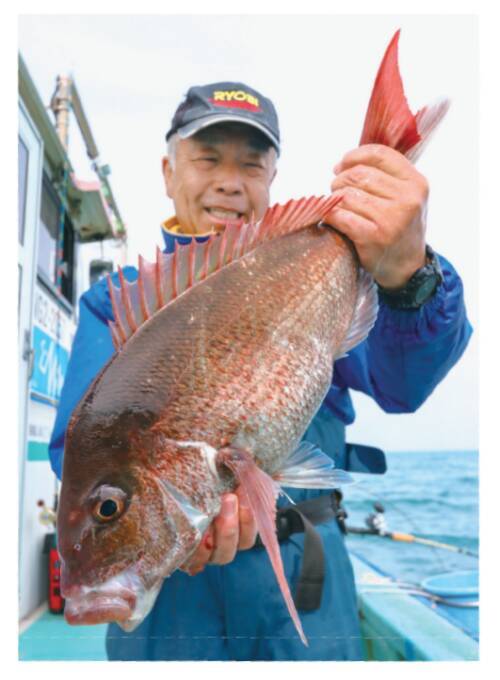 浅ダナでマダイラッシュ！新潟県上越で乗っ込み突入 - エキサイトニュース