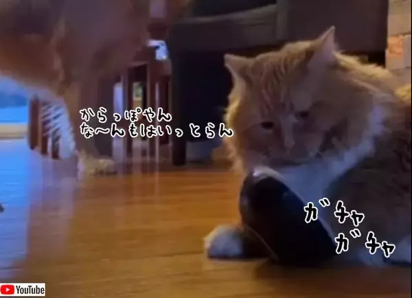 はよここに入れろにゃ！猫の餌の催促の仕方が騒がしい件 (2021年4月17日) - エキサイトニュース