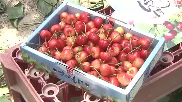 新潟・聖籠町で特産“サクランボ”の収穫始まる！「太陽浴びて甘みのっている」品質・収量ともに手応え - エキサイトニュース