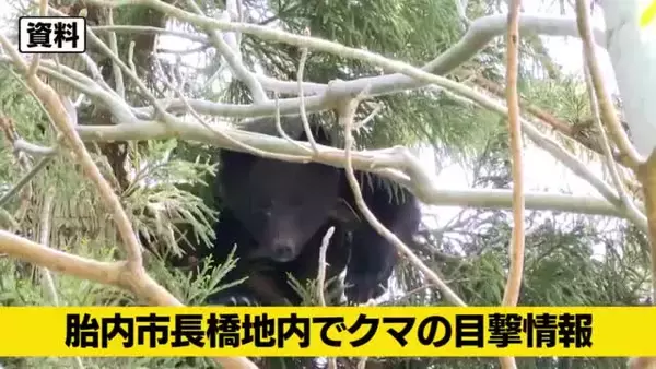 【クマ目撃情報】新潟・胎内市で子グマ目撃 体長約50センチ、林に逃げ込む - エキサイトニュース