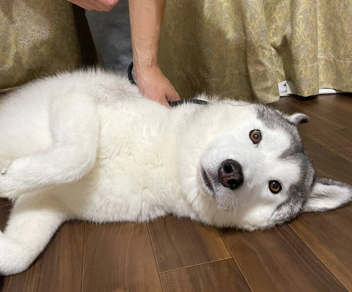 魂が抜けた顔のハスキー犬 おさんぽイヤすぎて静かなる抵抗 (2023年7月24日) - エキサイトニュース