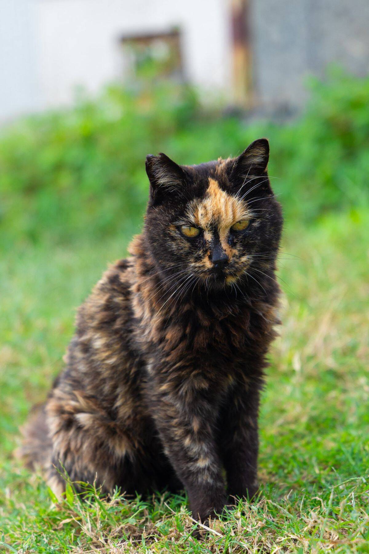 【ねこまたの実とひと】150匹の猫のお世話をするNPO法人SCATの代表・山﨑祥恵さんと、ねこの幸せについて考える (2025年11月12日) - エキサイトニュース