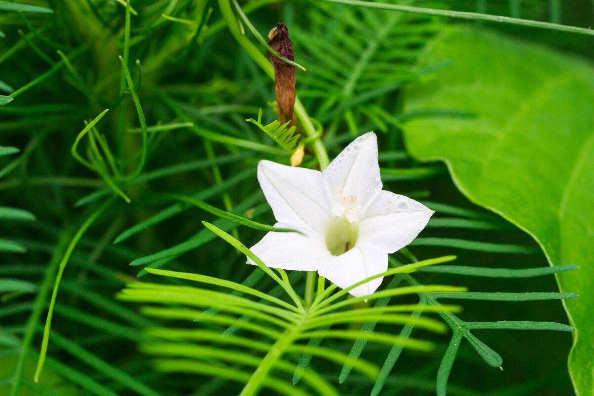 【ガーデニング】夏の庭はオシャレなホワイトガーデンがオススメ！涼やかで爽やかな草花＆低⽊9選 (2022年7月2日) - エキサイトニュース