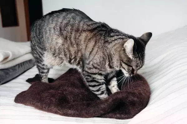 猫が前足で『ふみふみ』しているときの理由3選 安心している証？する子としない子の違いも - エキサイトニュース