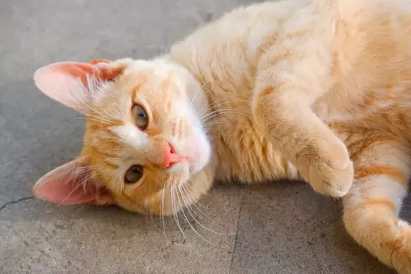 虹の橋を渡った「病院勤務の猫」を惜しむ声多数 妊婦さんたちに愛された猫生 イギリス (2023年11月26日) - エキサイトニュース