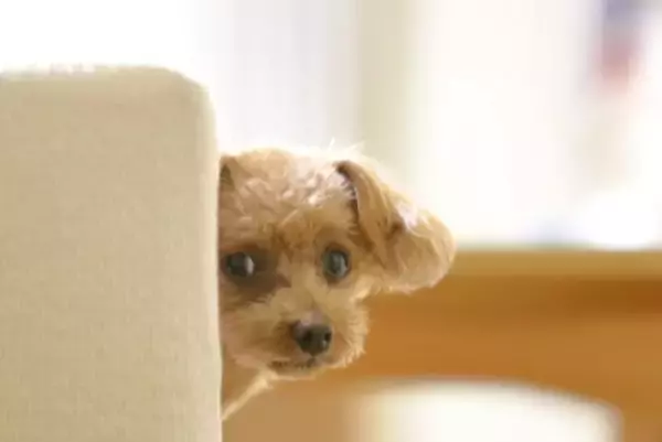 犬が飼い主を『拒んでいる』サイン4つ 避けているかどうかを判断する方法や改善策まで - エキサイトニュース