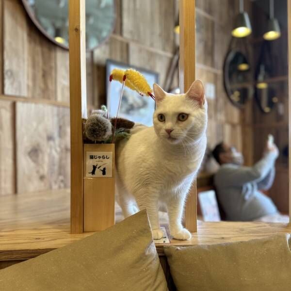 猫ちゃん好き必見！子連れにおすすめ猫カフェMOCHA【秋葉原】 | HugMug(2024年3月24日)｜ウーマンエキサイト