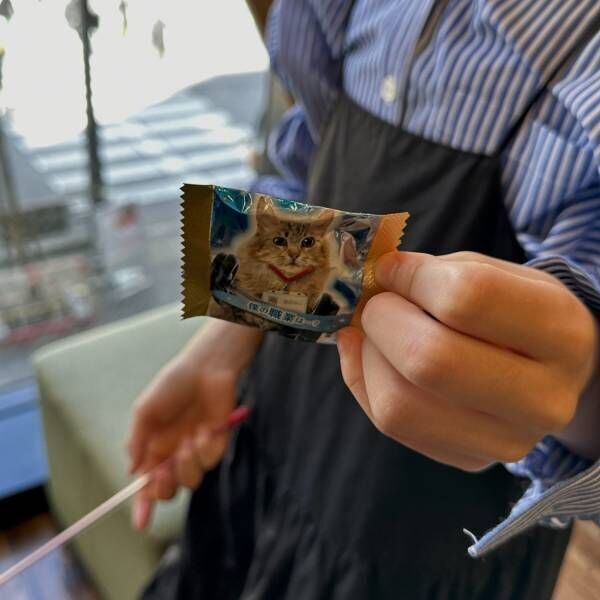 猫ちゃん好き必見！子連れにおすすめ猫カフェMOCHA【秋葉原】 | HugMug(2024年3月24日)｜ウーマンエキサイト